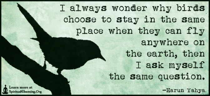 I always wonder why birds choose to stay in the same place when they ...